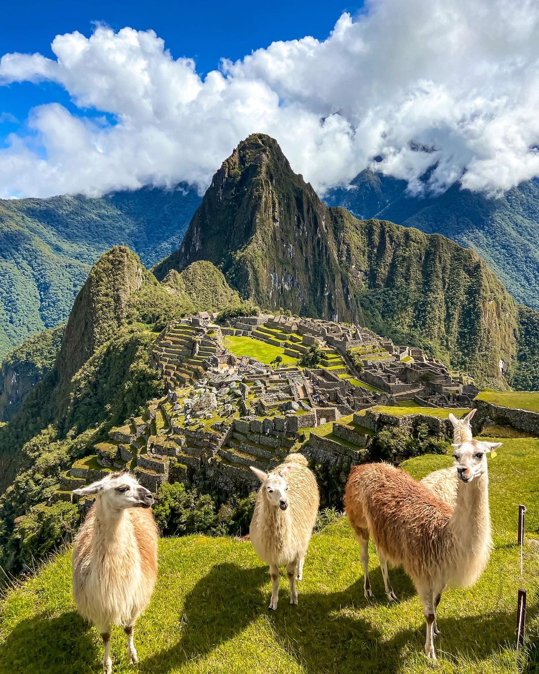 Destination Peru: Visit some of the most astonishing flora and fauna in ...